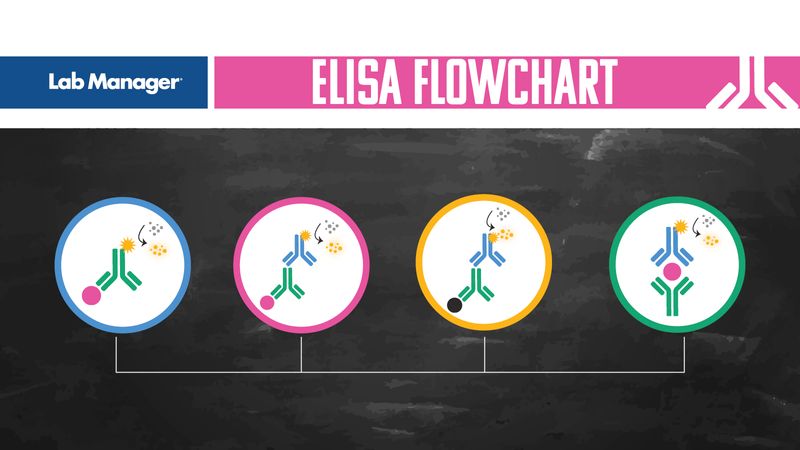ELISA Unlocked: A Visual Guide for Effective Experimentation | Lab Manager