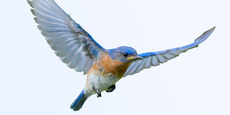 Scientists Find That Soaring Birds Use Their Lungs to Fly with More ...