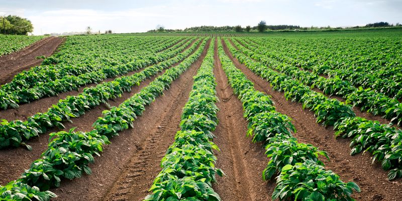 Zinc Can Boost Crop Resilience to Climate | Lab Manager