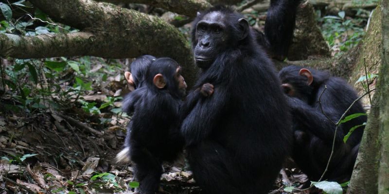 Chimpanzees Gesture Back and Forth Quickly Like in Human Conversations ...