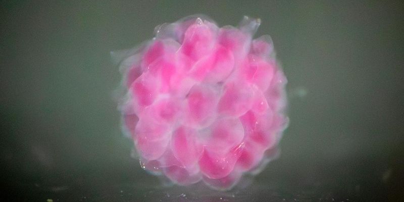 Organs on Demand? University Lab Prints Its First ‘Voxel’ Building ...