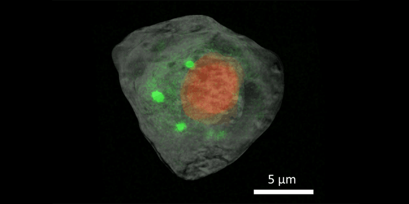 Pioneering the Single-Cell Imaging Frontier with Advanced X-ray ...