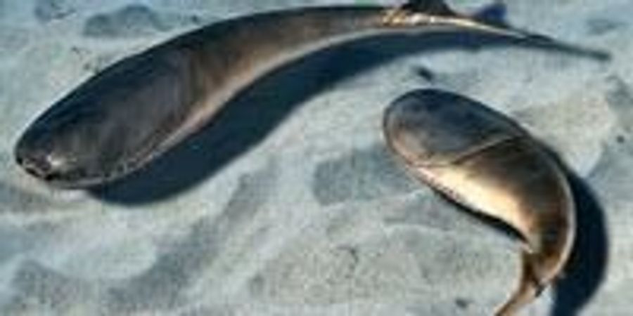 Fragile Seashores Were 'Cradle of Evolution' for Early Fish | Lab Manager