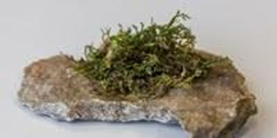 Type of Moss Could Prove to Be More Medically Effective Than Hemp | Lab ...