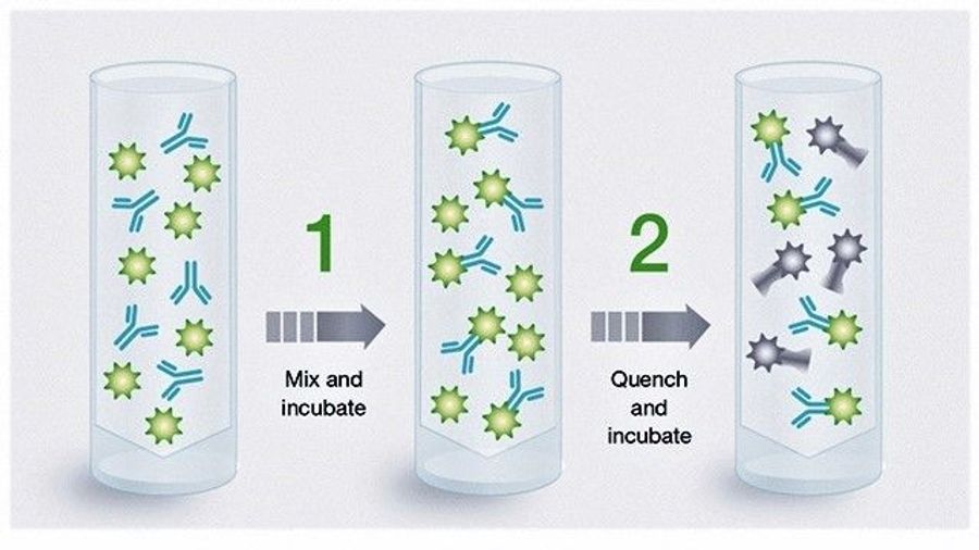 How Column-Free Fluorescent Antibody Labeling Kits Work | Lab Manager