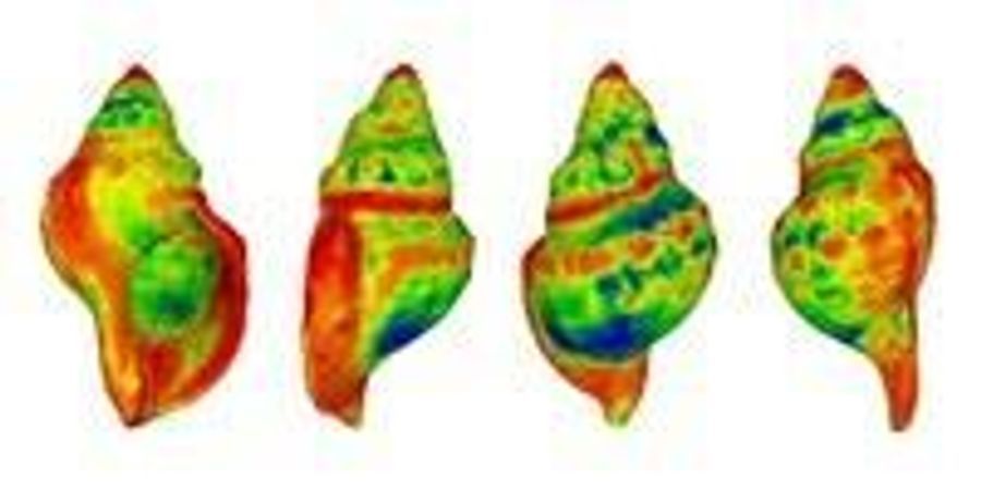 Sea Snail Shells Dissolve in Increasingly Acidified Oceans | Lab Manager
