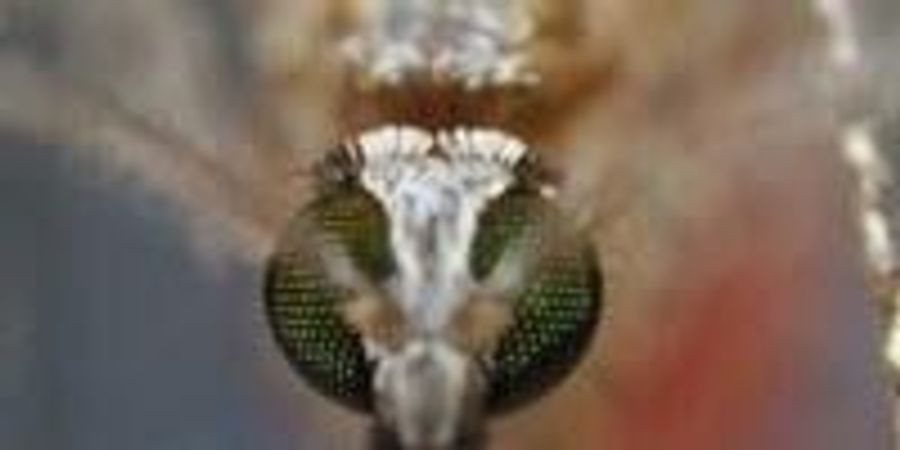 Malaria Parasites Adapt to Mosquito Feeding Times, Study Shows | Lab ...