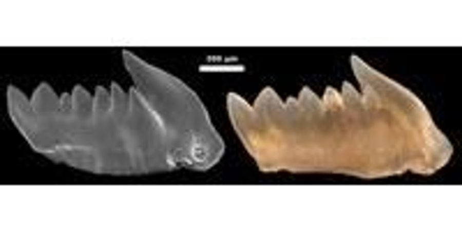 The First Predators and Their Self-Repairing Teeth | Lab Manager