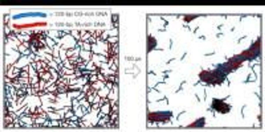 New Insights into DNA Phase Separation | Lab Manager