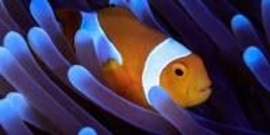 Finding Nemo's Genes | Lab Manager