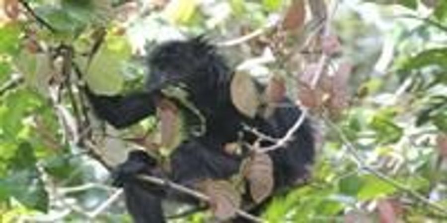 Why Leaf-Eating Asian Monkeys Do Not Have a Sweet Tooth | Lab Manager