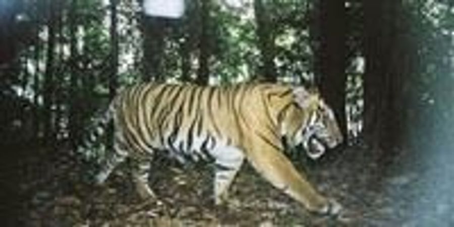 Research Methods That Find Serial Criminals Could Help Save Tigers ...