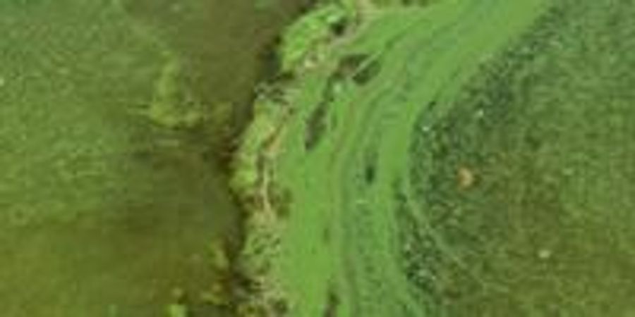 Southern California Coast Emerges as a Toxic Algae Hot Spot | Lab Manager
