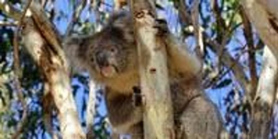 Koala Virus Could Explain Why Humans Have 'Junk' DNA | Lab Manager