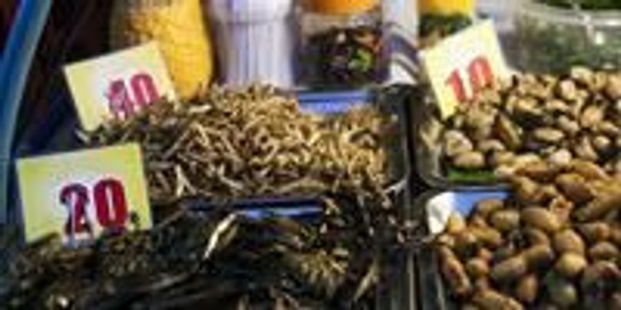 Eating Crickets Can Be Good for Your Gut, According to New Clinical ...