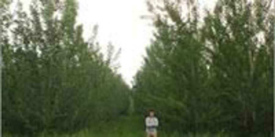 Groundbreaking Poplar Study Shows Trees Can Be Genetically Engineered ...