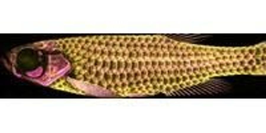 The Ancient Armor of Fish Provide Clues to Hair, Feather Development ...