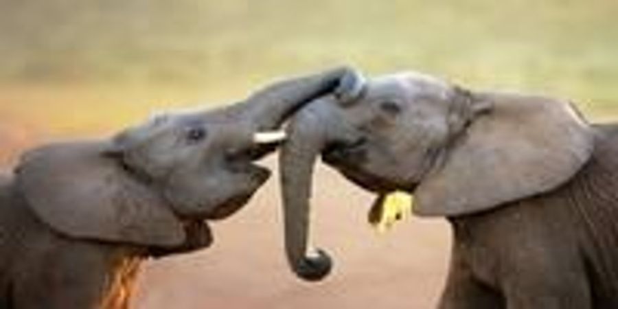 You Talking to Me? Scientists Try to Unravel the Mystery of ‘Animal ...