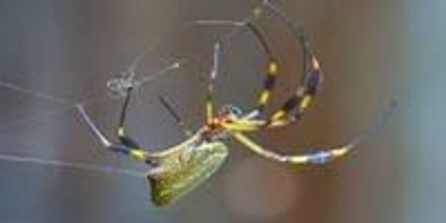 Research on Spider Glue Resolves Sticky Problem | Lab Manager