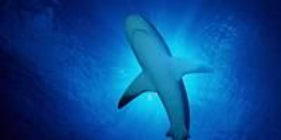 Even a Shark's Electrical 'Sixth Sense' May Be Tuned to Attack | Lab ...