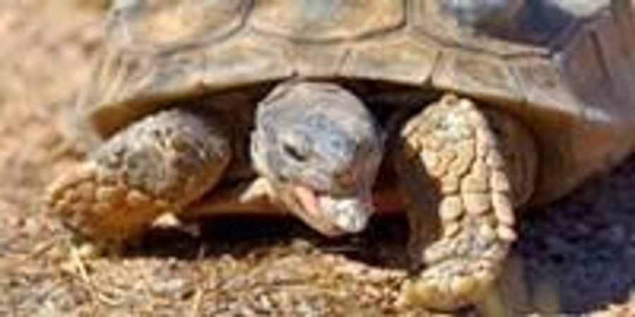 Are Humans Causing Cancer in Wild Animals? | Lab Manager