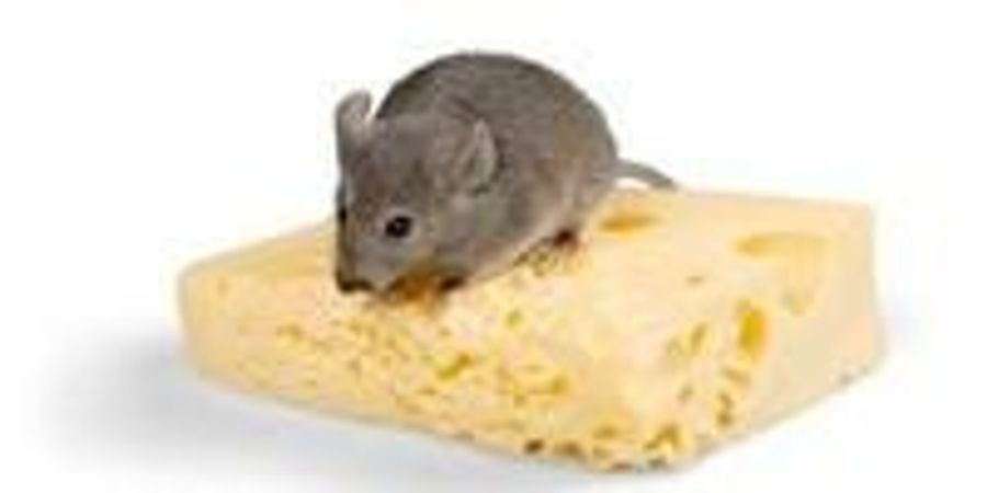 Researchers Defy Biology: Mice Remain Slim on Burger Diet | Lab Manager