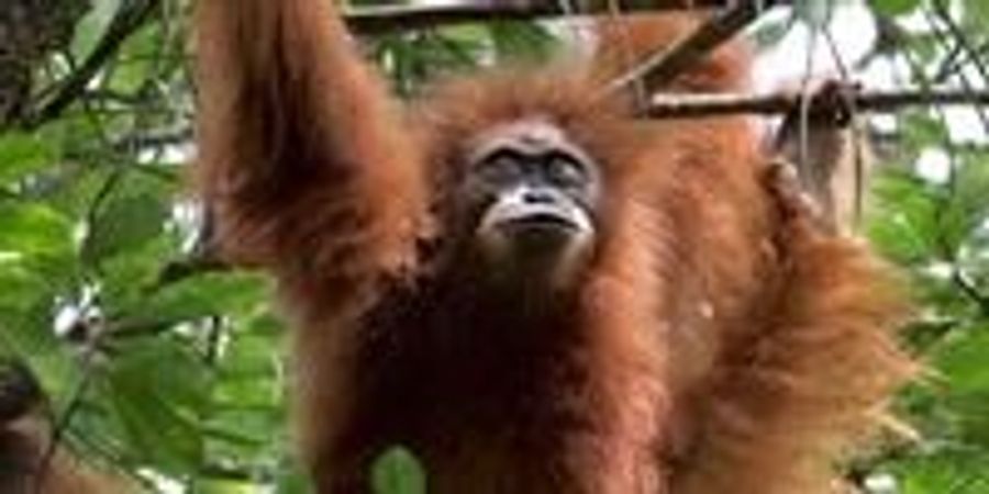 World's Rarest Ape on the Edge of Extinction | Lab Manager