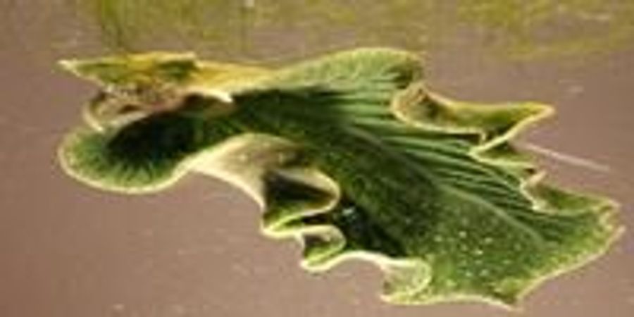 Solar Powered Sea Slugs Shed Light on Search for Perpetual Green Energy ...