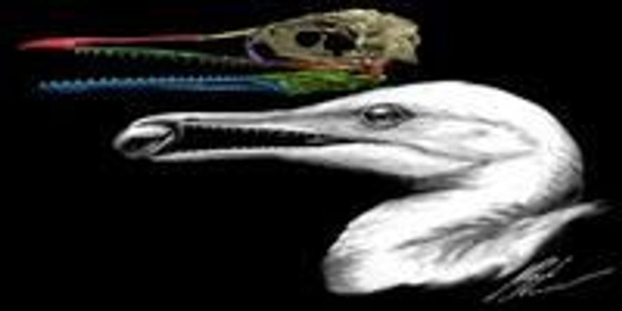 Scientists Find the First Bird Beak, Right Under Their Noses | Lab Manager