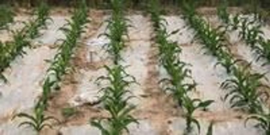 Corn with Straw Mulch Builds Yield, Soil Carbon | Lab Manager