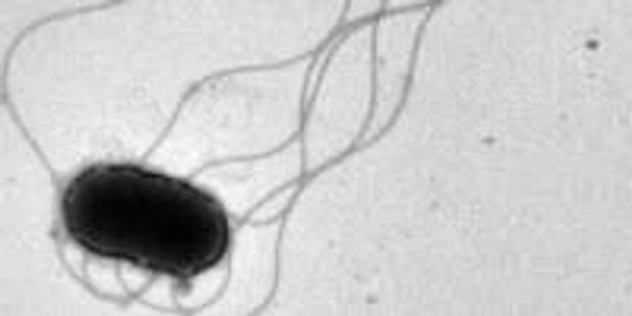 Study Sheds Light on Bacterial Propeller Assembly | Lab Manager