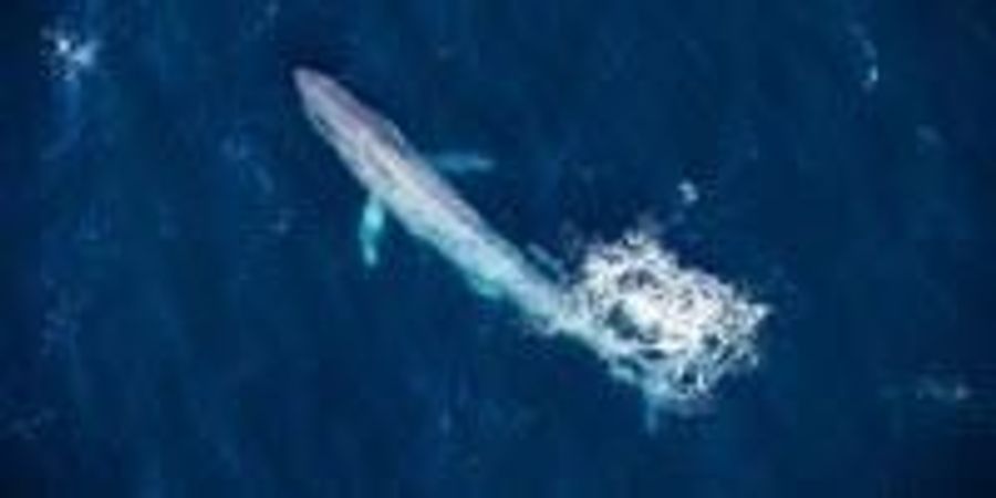 The Blue Whale Genome Reveals the Animals' Extraordinary Evolutionary ...