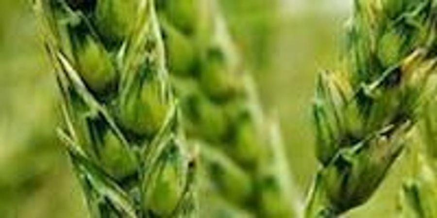 A Vaccine for Edible Plants? A New Plant Protection Method on the ...
