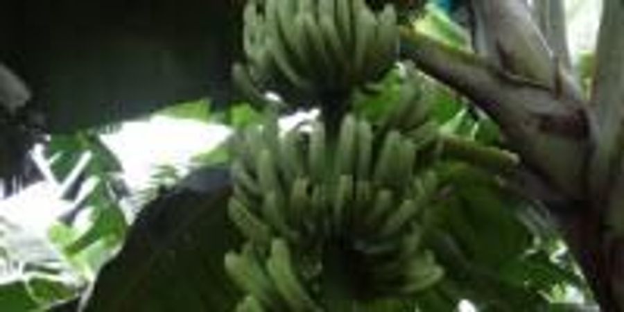 Banana Plant Extract Could Be Key to Creamier, Longer Lasting Ice Cream ...