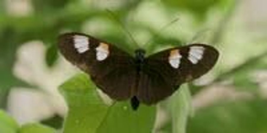 Is Evolution Predictable? | Lab Manager