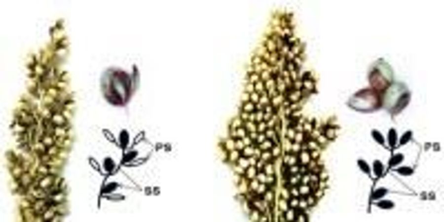 The Secret to Tripling the Number of Grains in Sorghum and Perhaps ...
