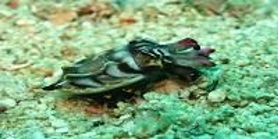 The Secrets Behind the Cuttlefish's 3-D 'Invisibility Cloak' | Lab Manager
