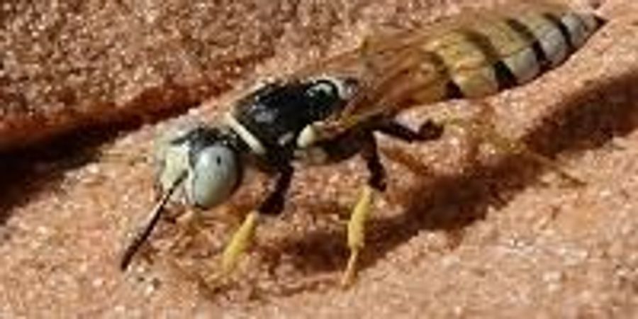 Beewolves Have Been Successfully Using the Same Antibiotics for 68 ...