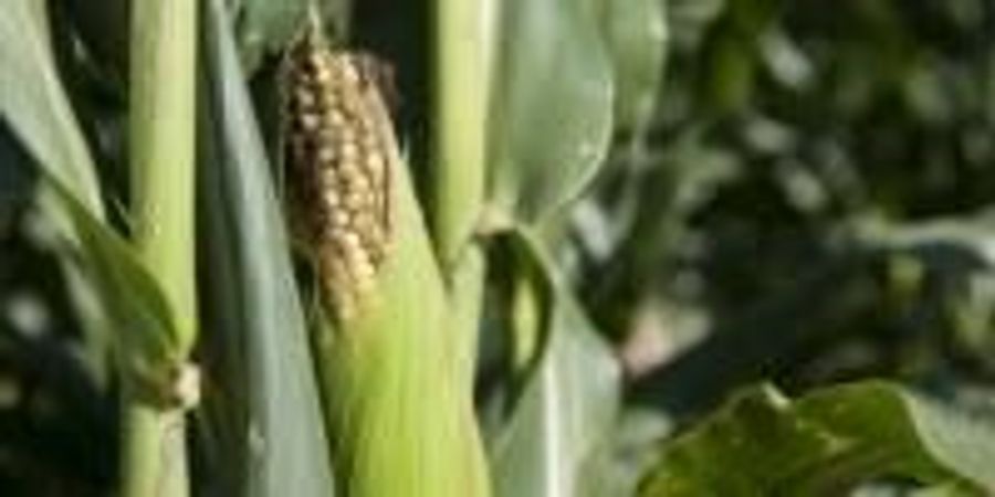 A Sweet Route to Greater Crop Yields | Lab Manager