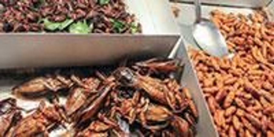 Eating Insects Might Seem Yucky, but They Are Nutritious and There Is ...