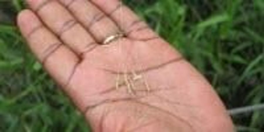 Ancient Rice Heralds a New Future for Rice Production | Lab Manager