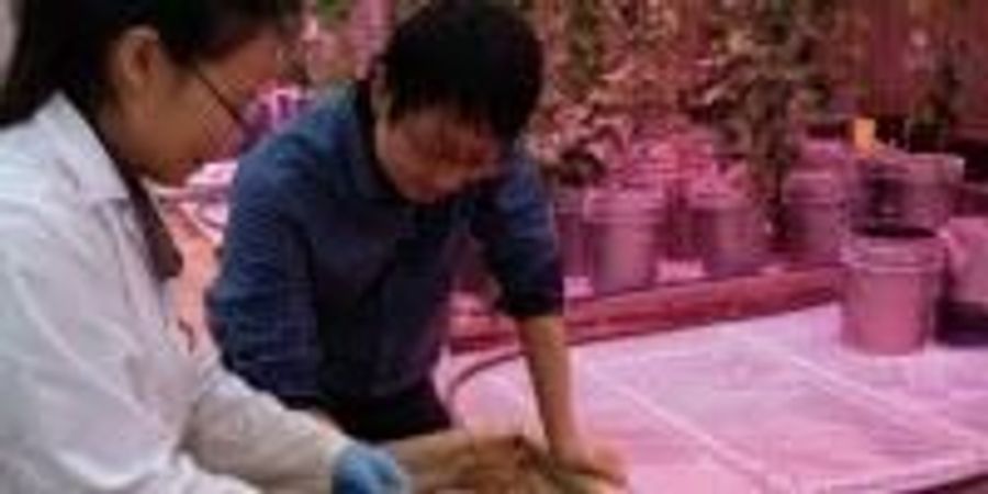 Root Discovery May Lead to Crops That Need Less Fertilizer | Lab Manager