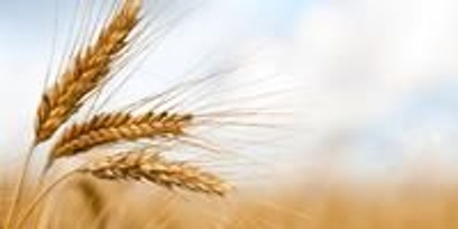 Research Brief: Origin of Deadly Wheat Pathogen Revealed | Lab Manager