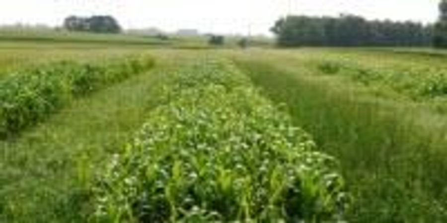 Alfalfa Loss? Annual Ryegrass Is a Win | Lab Manager