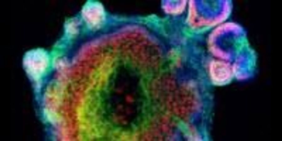 Hairy Skin Grown from Mouse Stem Cells | Lab Manager