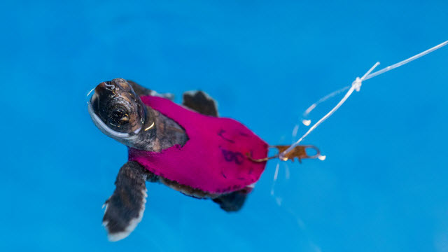 Tiny Treadmills Help Test Sea Turtle Stamina | Lab Manager Tiny Treadmills Help Test Sea Turtle Stamina | Lab Manager