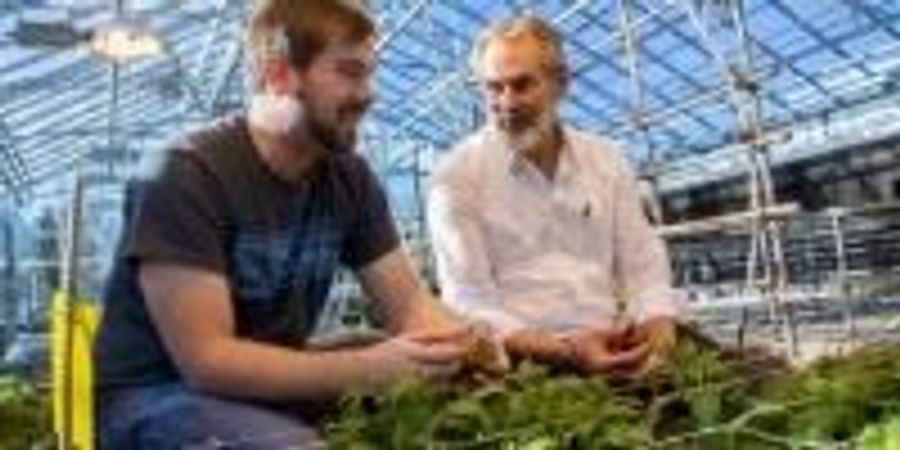 Researchers Trace the Potato's Origins, Learn about Its Untapped ...