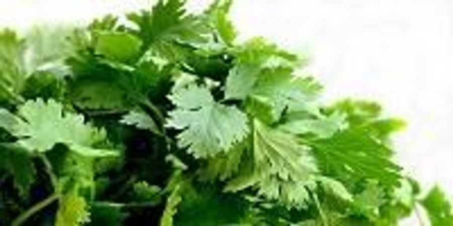 Why Do Some People Hate Cilantro? | Lab Manager