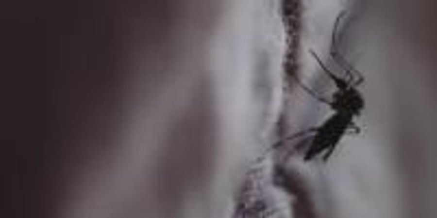 New Animal Model for Zika Useful for Testing Vaccines and Treatments ...