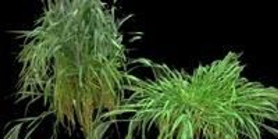 Research Highlights Importance of Crop Competition as a Weed Control ...